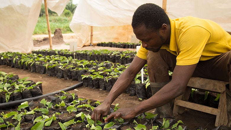 Agriculture climato-intelligente : ce que l’Afrique enseigne au reste du monde